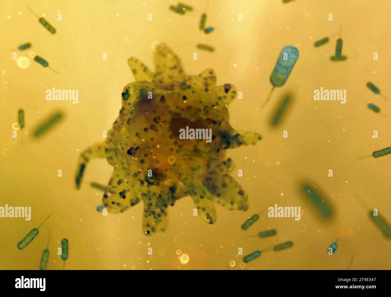 Artwork of Amoeba and Bacteria Stock Photo - Alamy
