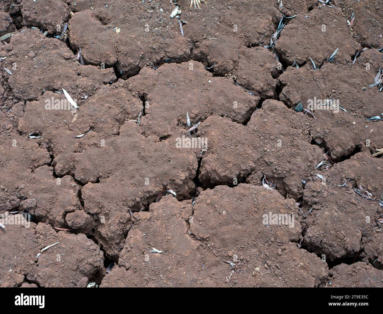 Dry and cracked land in Gunung Kidul Yogyakarta, Indonesia due to the ...