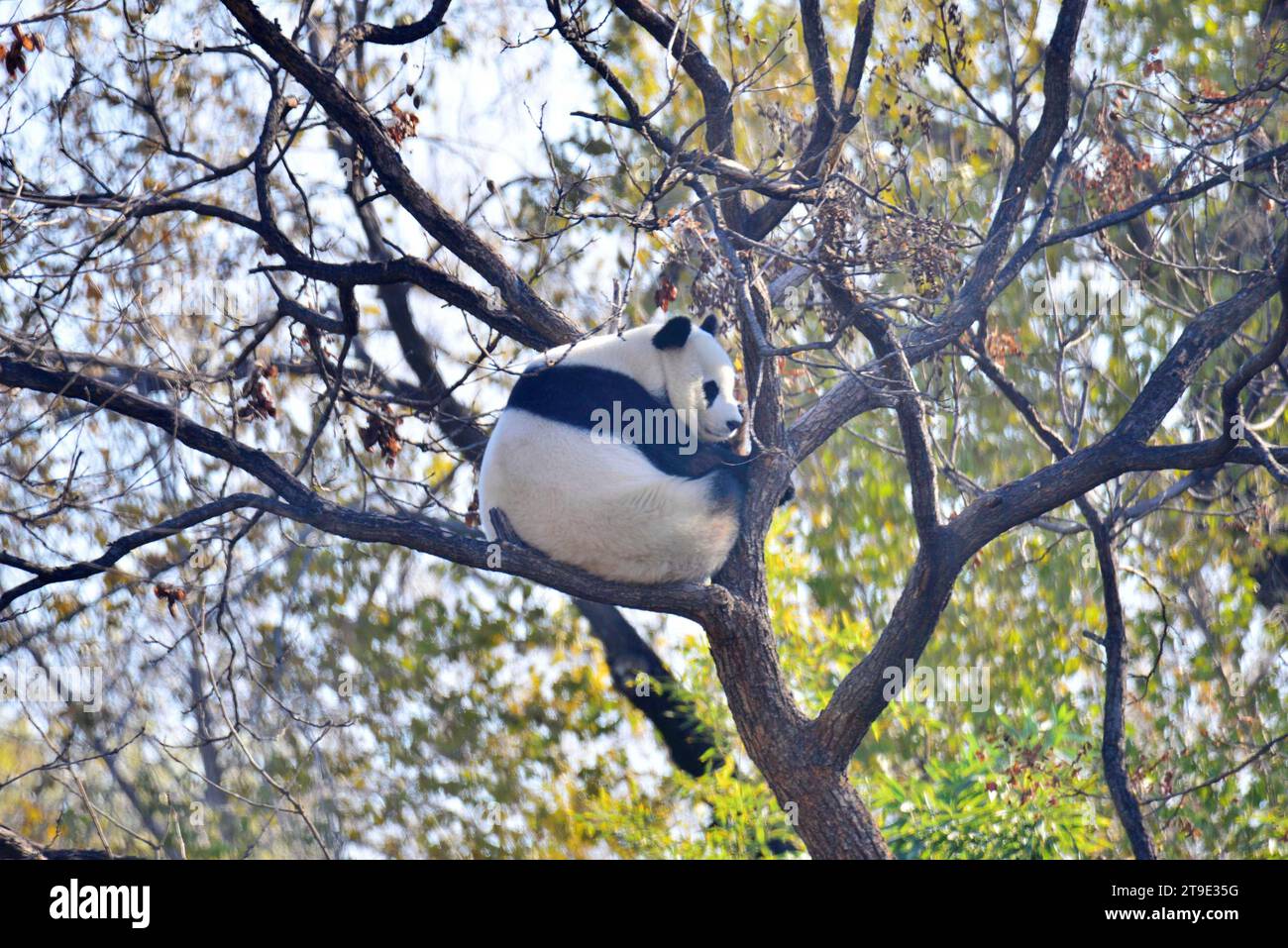 A panda climbs a tree to enjoy the sunshine in a zoo in Beijing, China ...