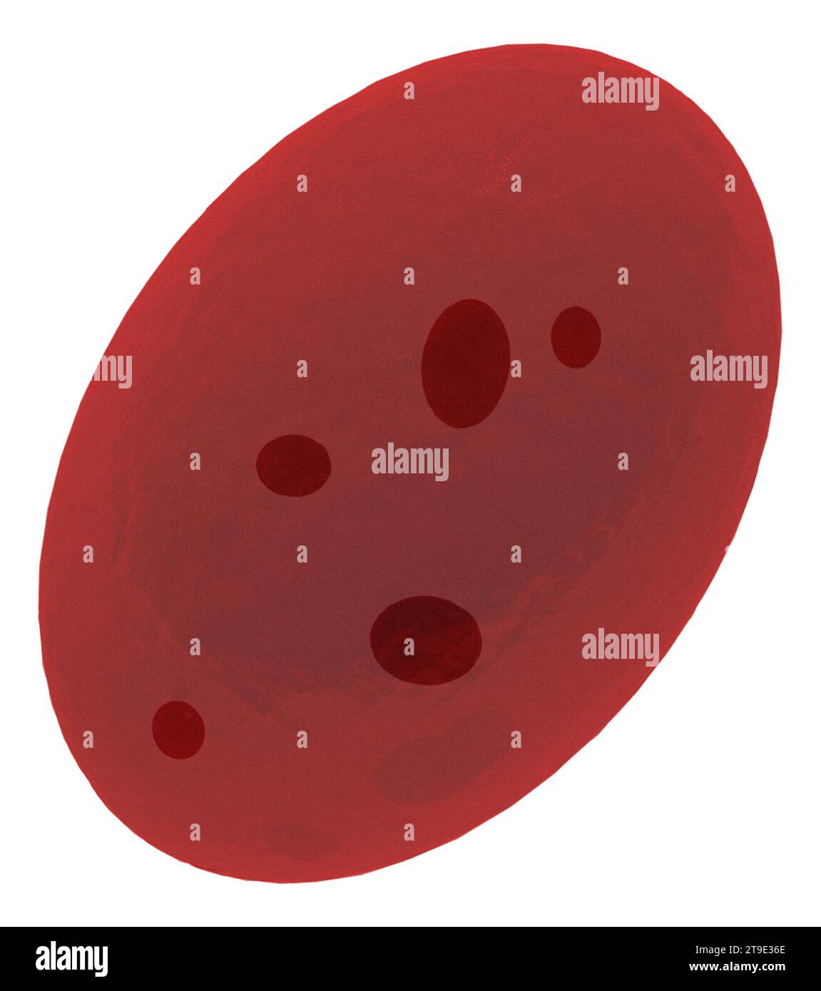 Illustration of reticulocyte red blood cell (erythrocyte ...