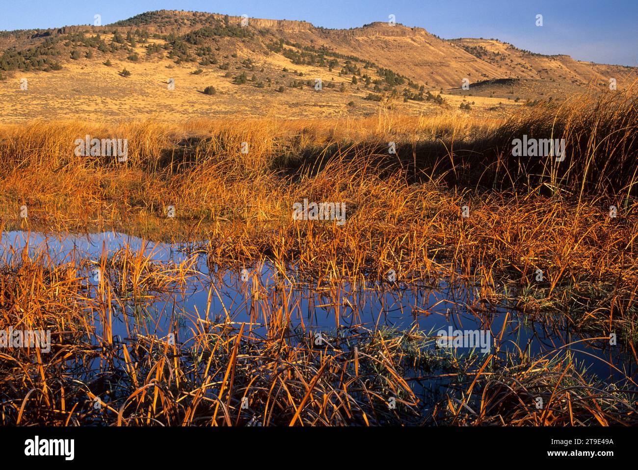 Wetland near Knox Pond, Malheur National Wildlife Refuge, Oregon Stock ...