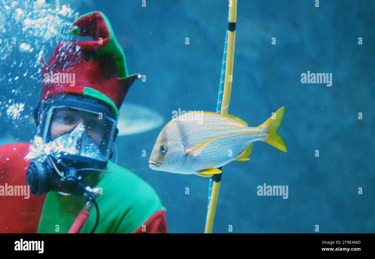 St.V Louis, United States. 28th Nov, 2023. A Pork fish swims past an ...