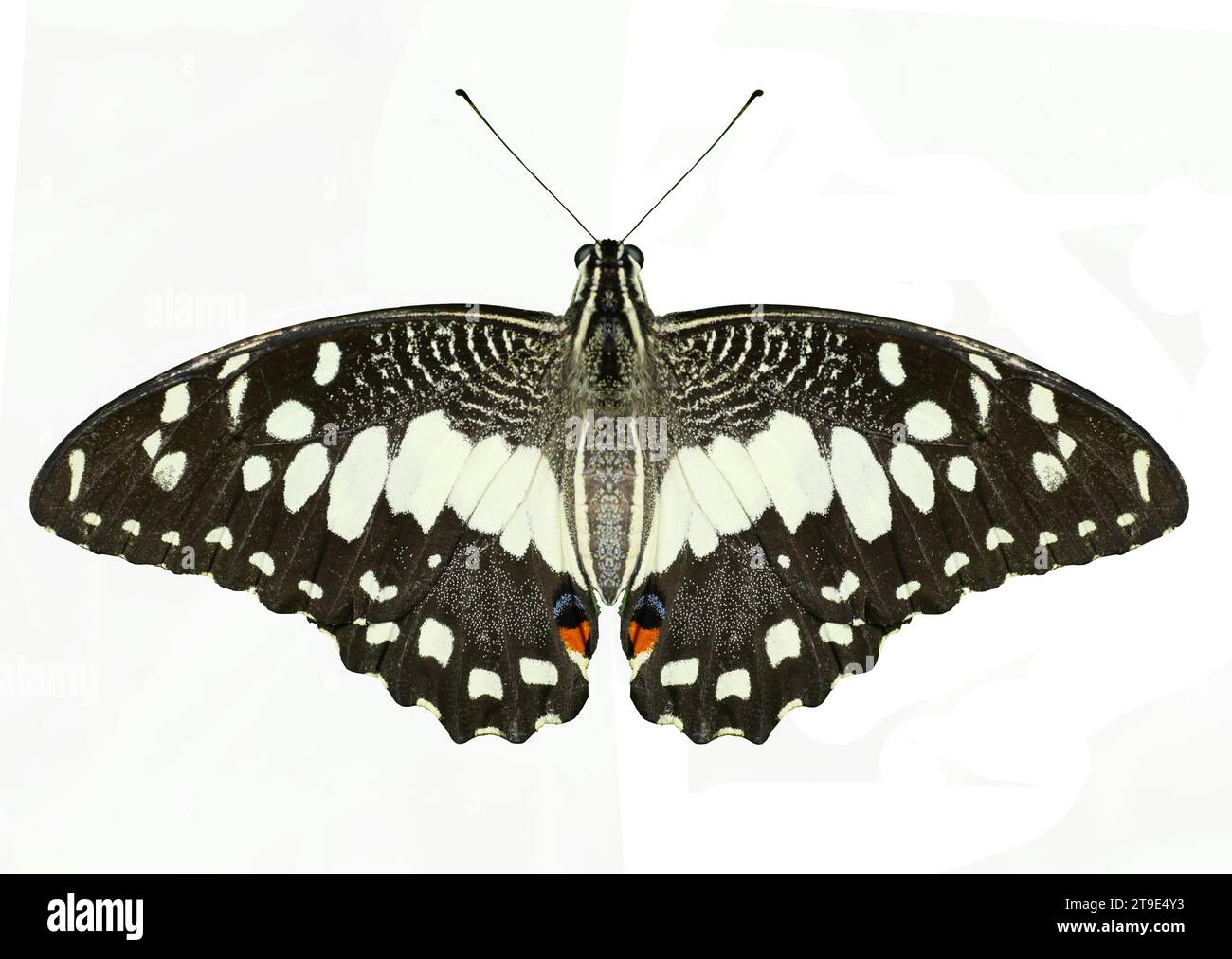 Lime butterfly ( Papilio demoleus ) spreading wing isolated on white ...