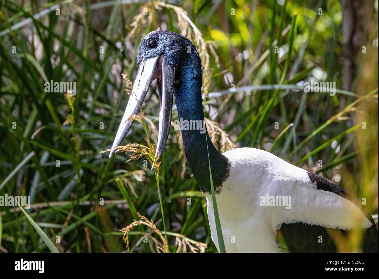Australian Black-necked Stork feeding on grass seeds Stock Photo - Alamy