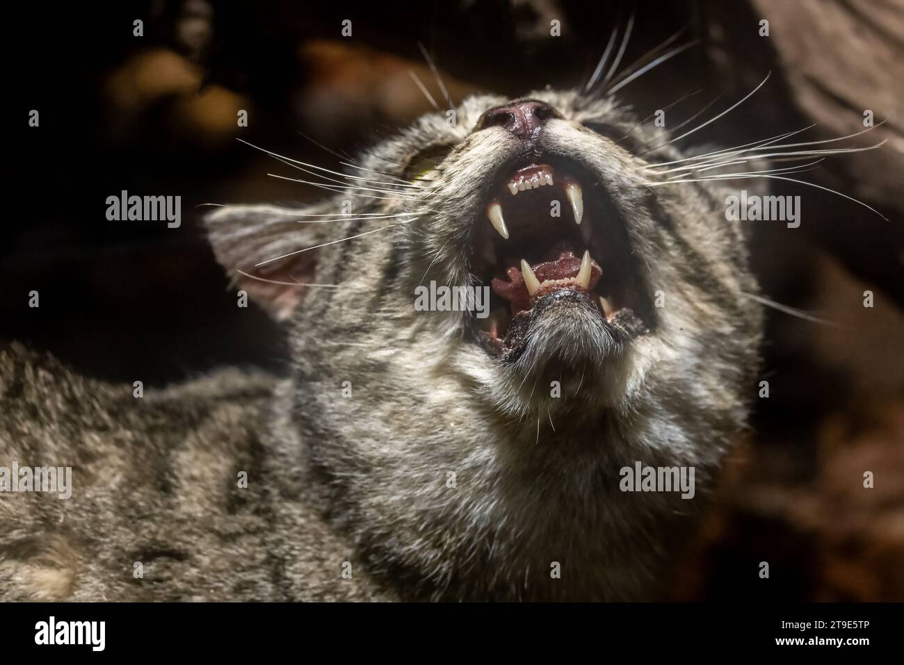 Feral cat australia hi-res stock photography and images - Alamy