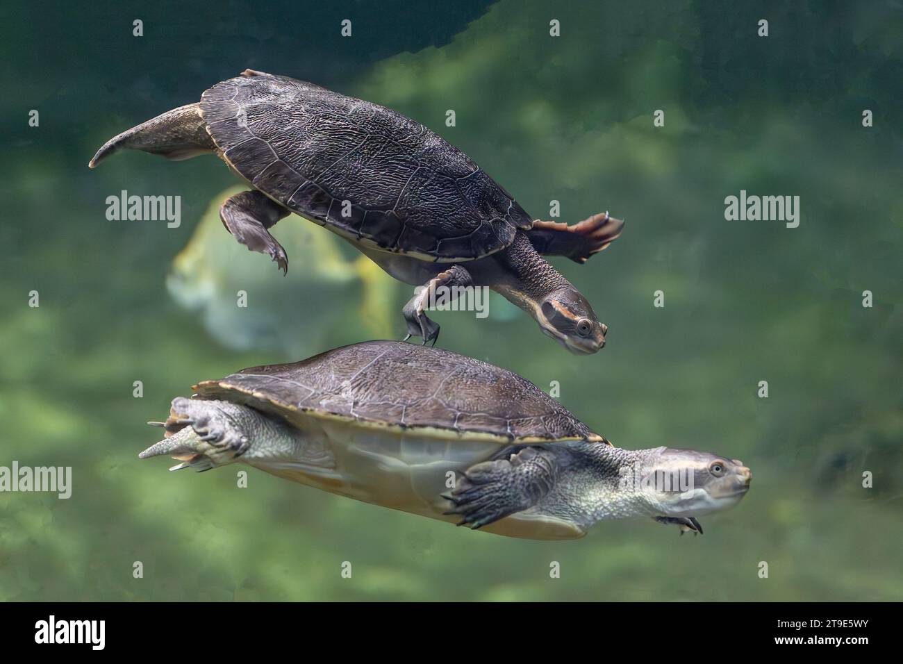 Northern red faced turtle hi-res stock photography and images - Alamy