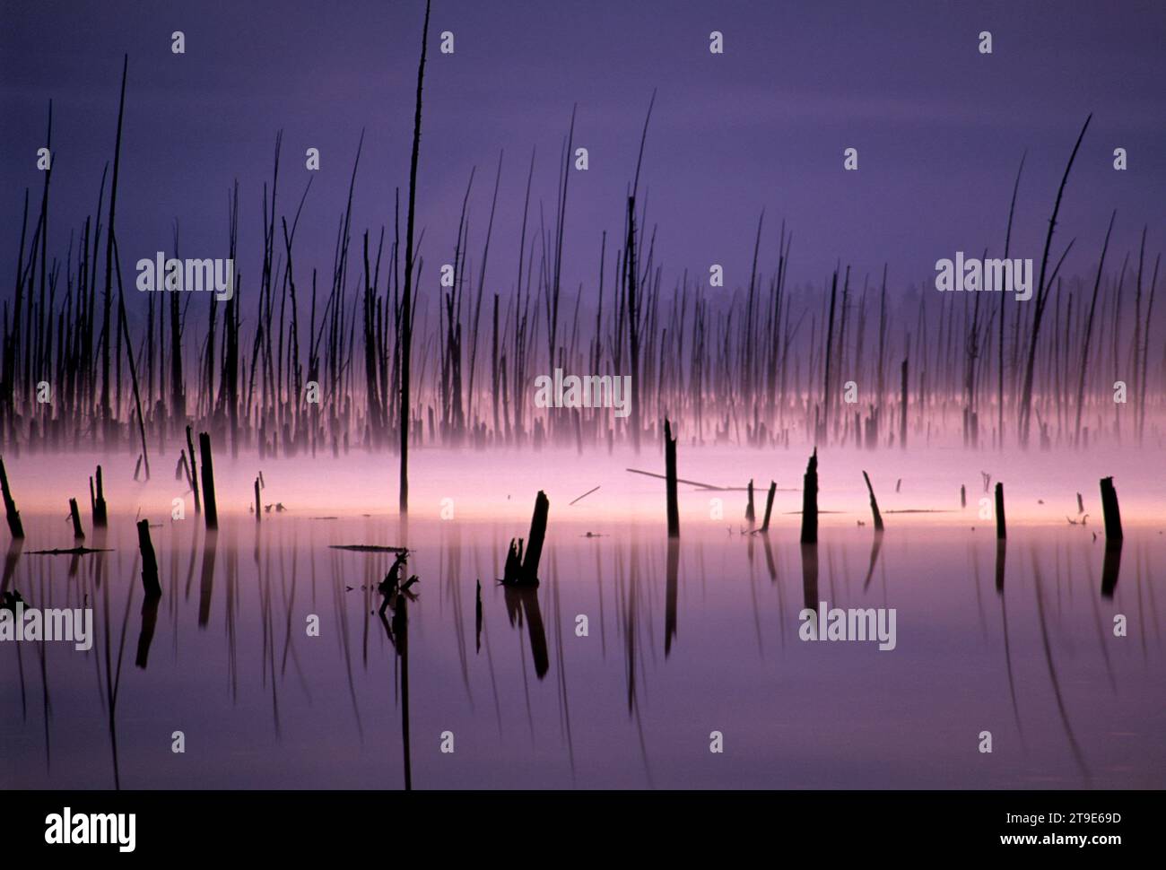 Crane Prairie Reservoir snags sunrise, Cascade Lakes National Scenic ...