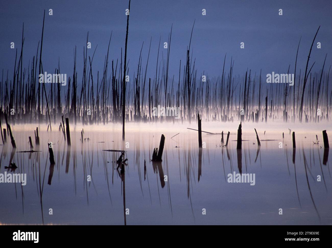 Crane Prairie Reservoir snags sunrise, Cascade Lakes National Scenic ...