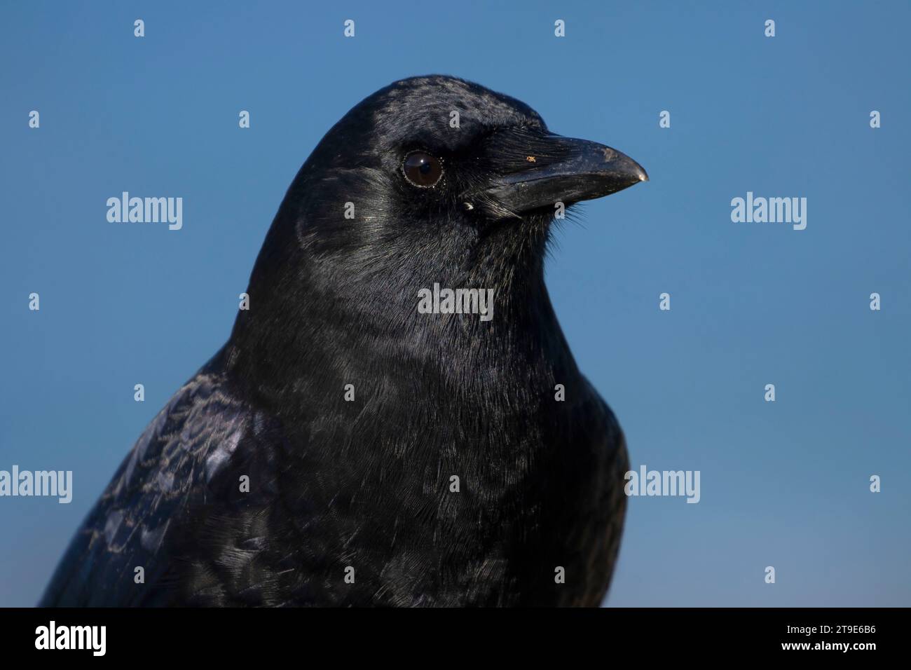 Common raven (Corvus corax), Boiler Bay State Park, Oregon Stock Photo ...