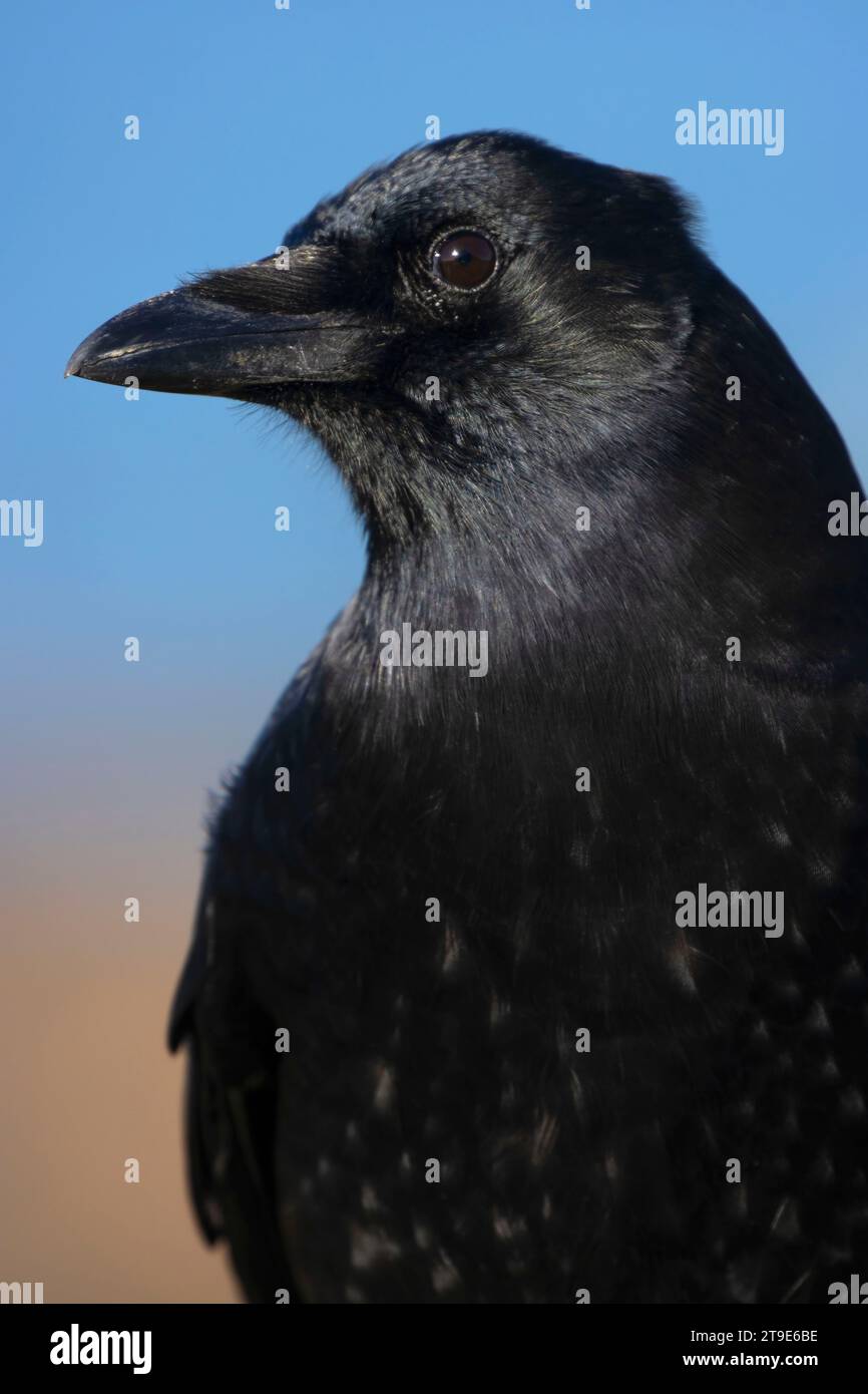 Common raven (Corvus corax), Boiler Bay State Park, Oregon Stock Photo ...