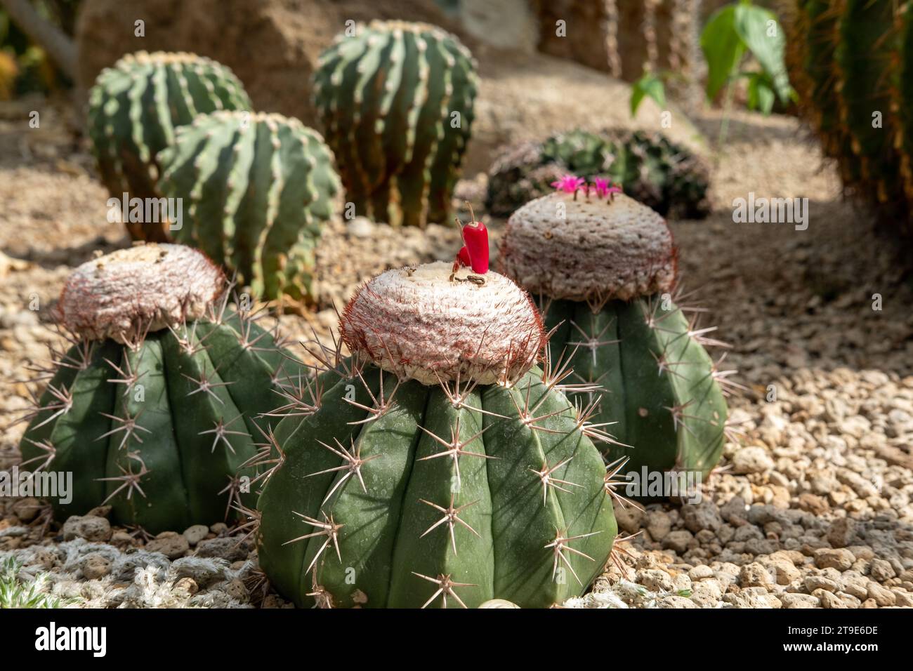 Cactus garden Various types of beautiful cacti Exotic cactus collection ...