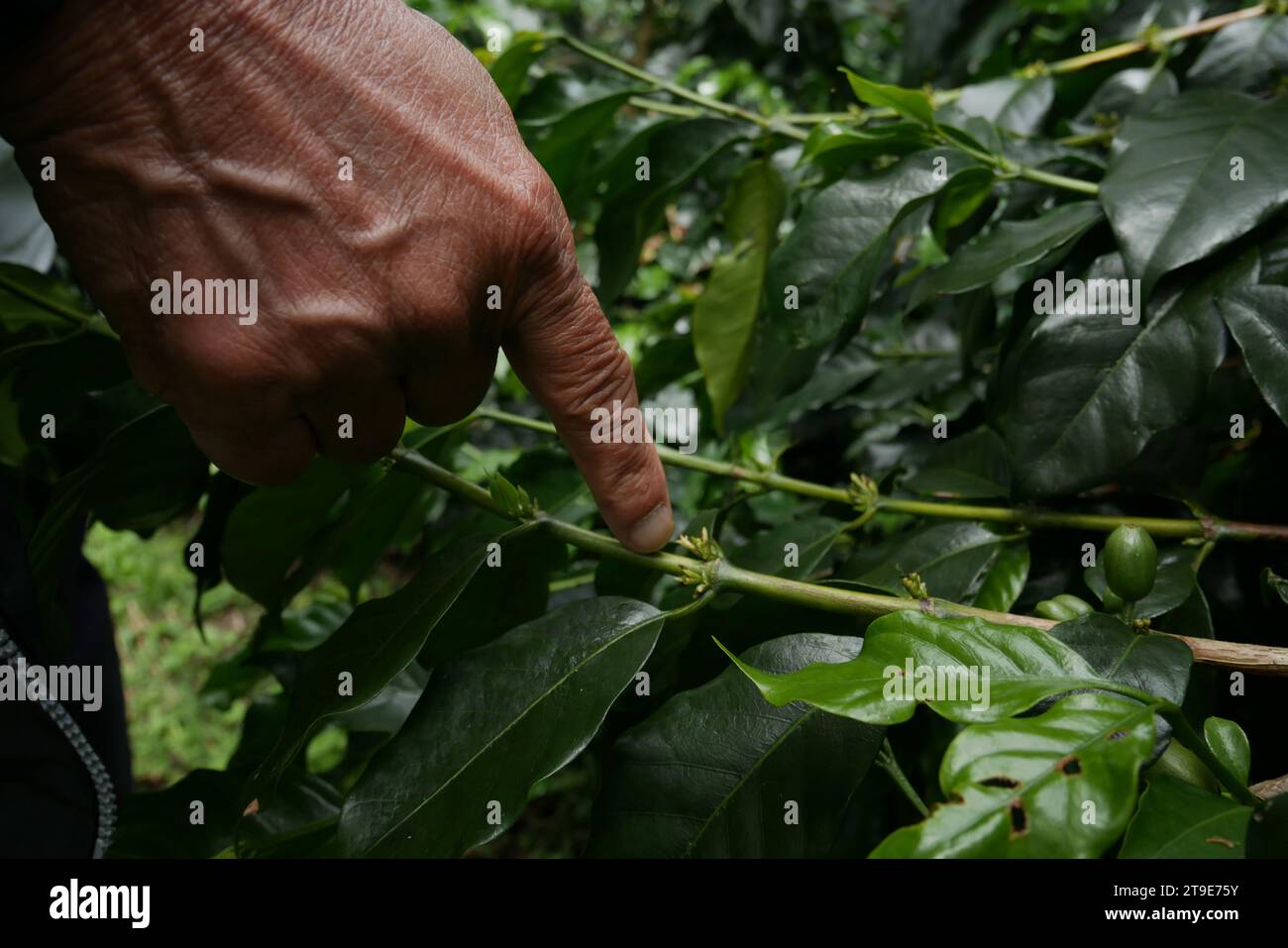 Indonesia, Sumatran arabica coffee farm in North Tapanuli Regency ...