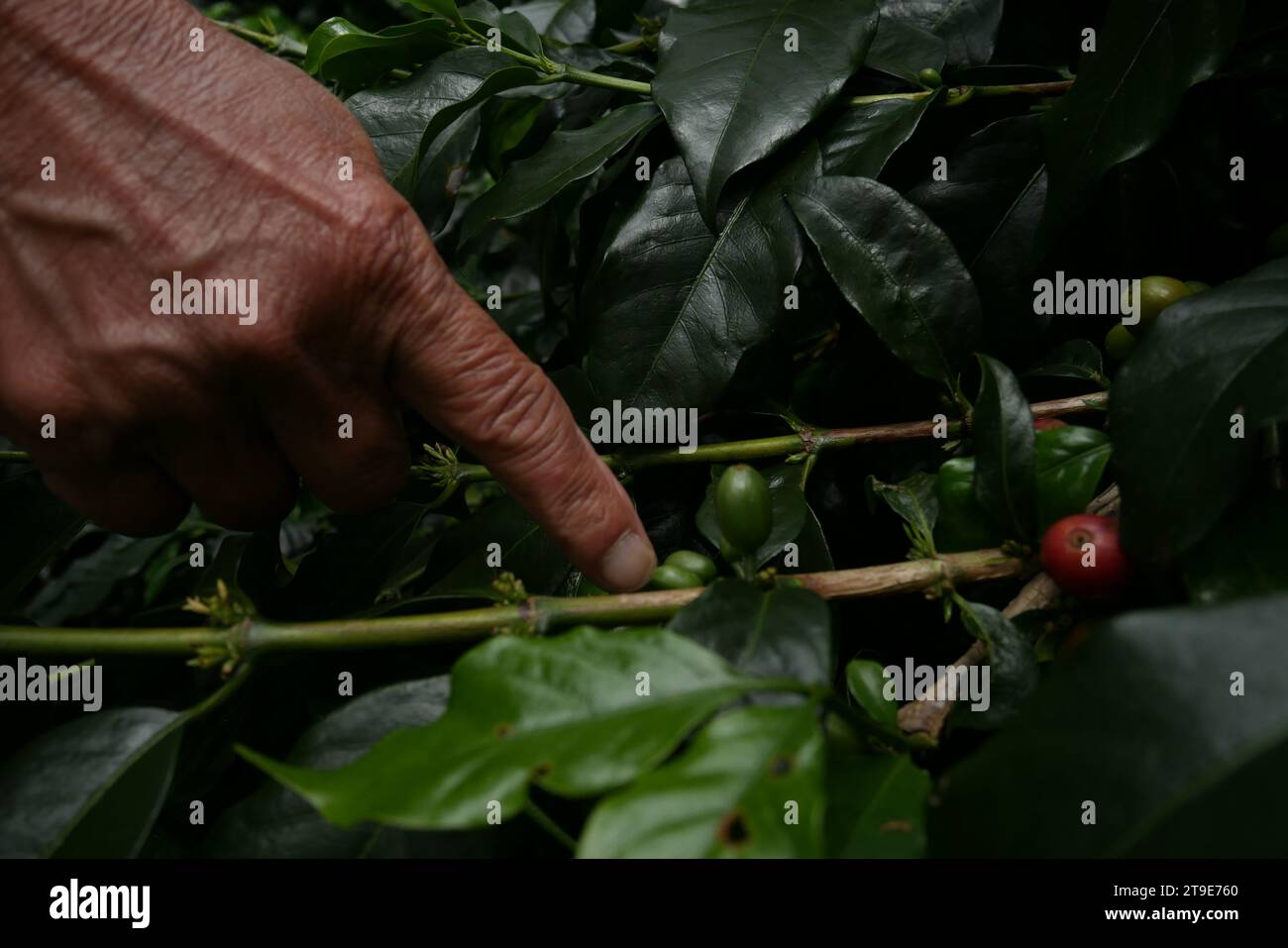 Indonesia, Sumatran arabica coffee trees with lots of fruit on a coffee ...