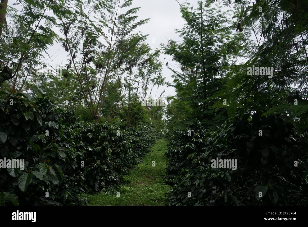 Indonesia, Sumatran arabica coffee farm in North Tapanuli Regency ...