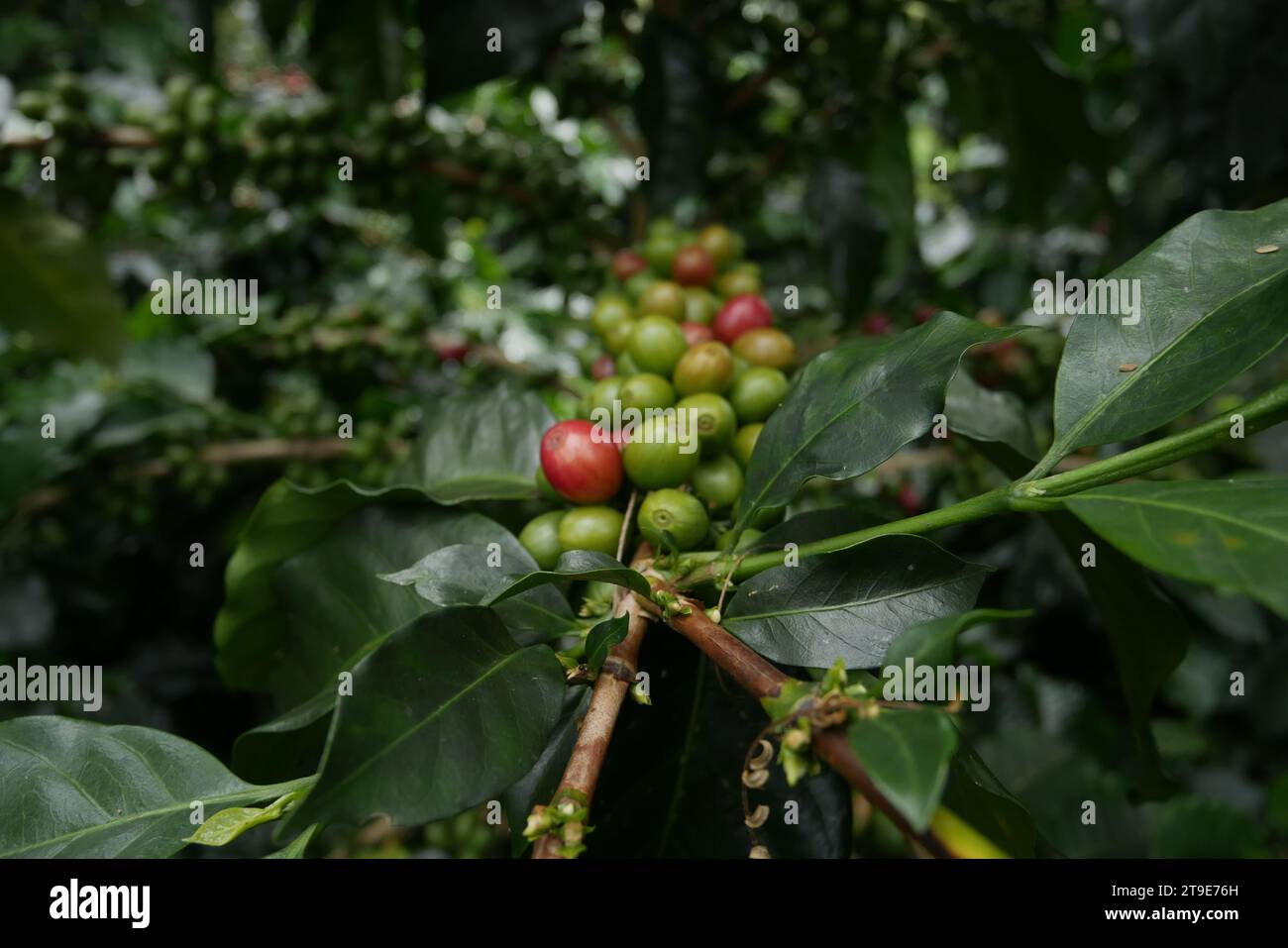 Indonesia, Sumatran arabica coffee trees with lots of fruit on a coffee ...