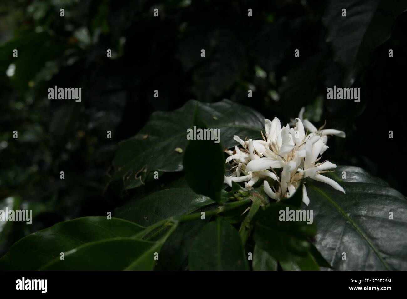 Indonesia, Sumatran arabica coffee farm in North Tapanuli Regency ...