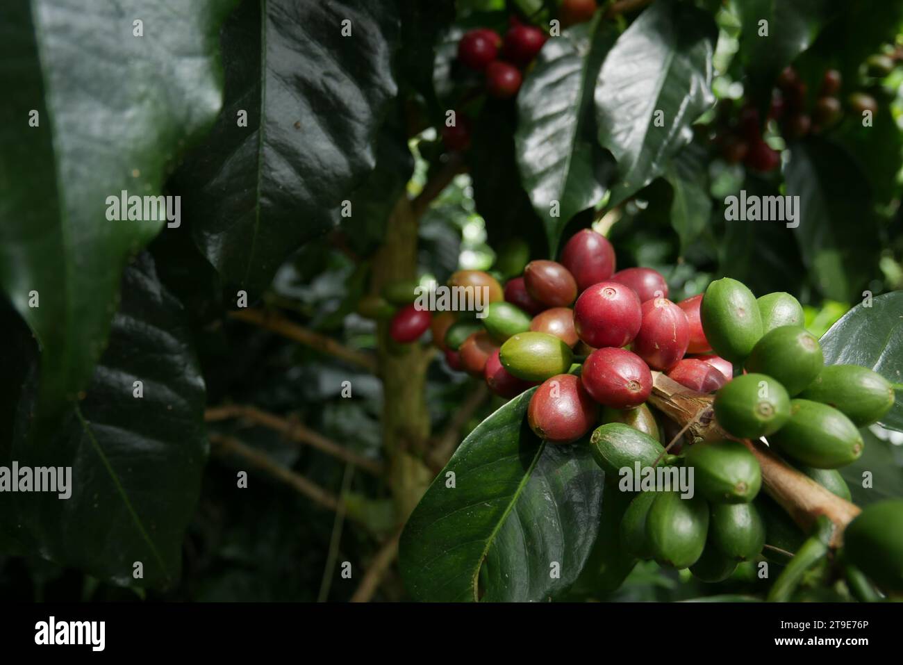 Indonesia, Sumatran arabica coffee trees with lots of fruit on a coffee ...