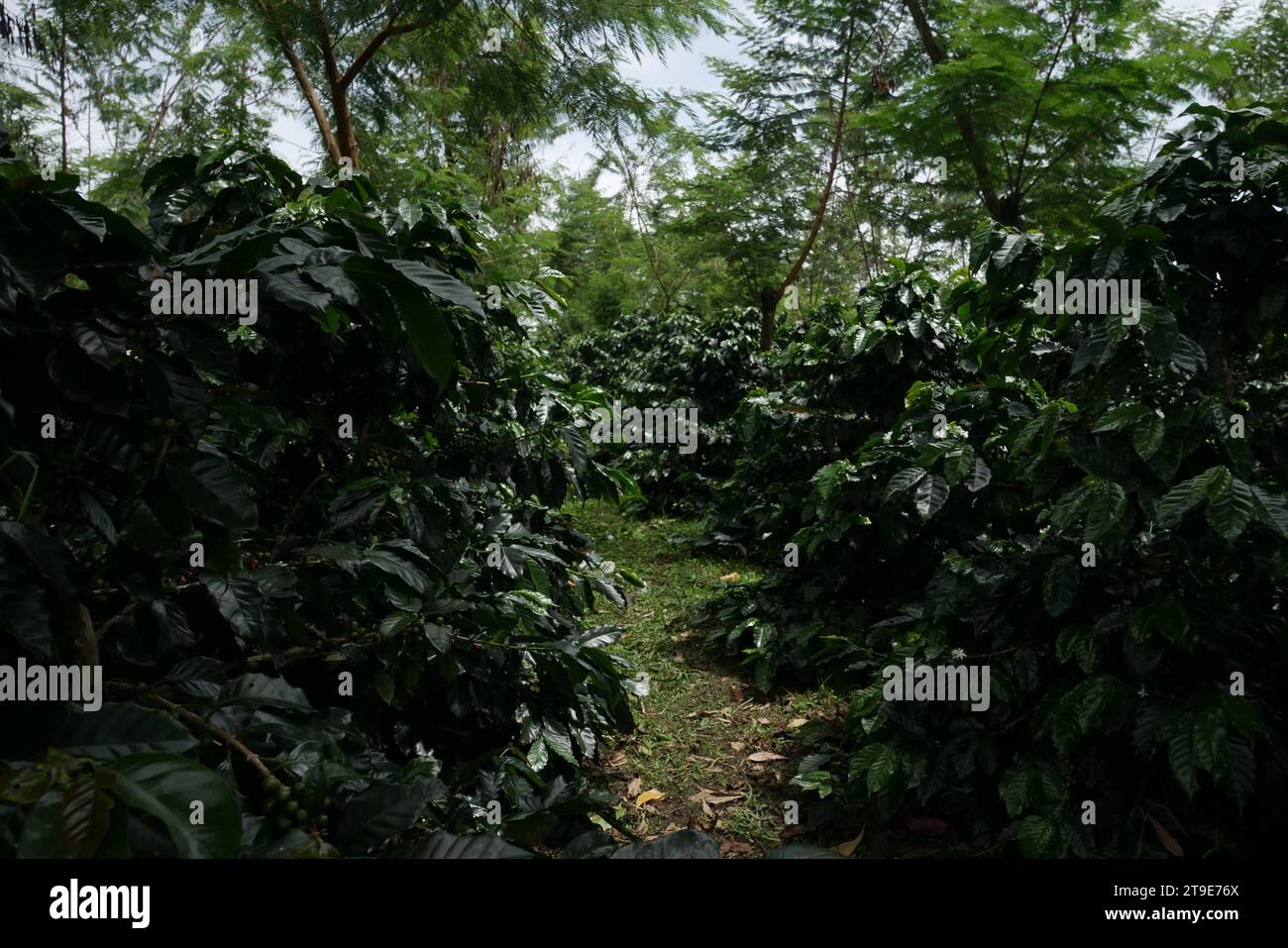 Indonesia, Sumatran arabica coffee farm in North Tapanuli Regency ...