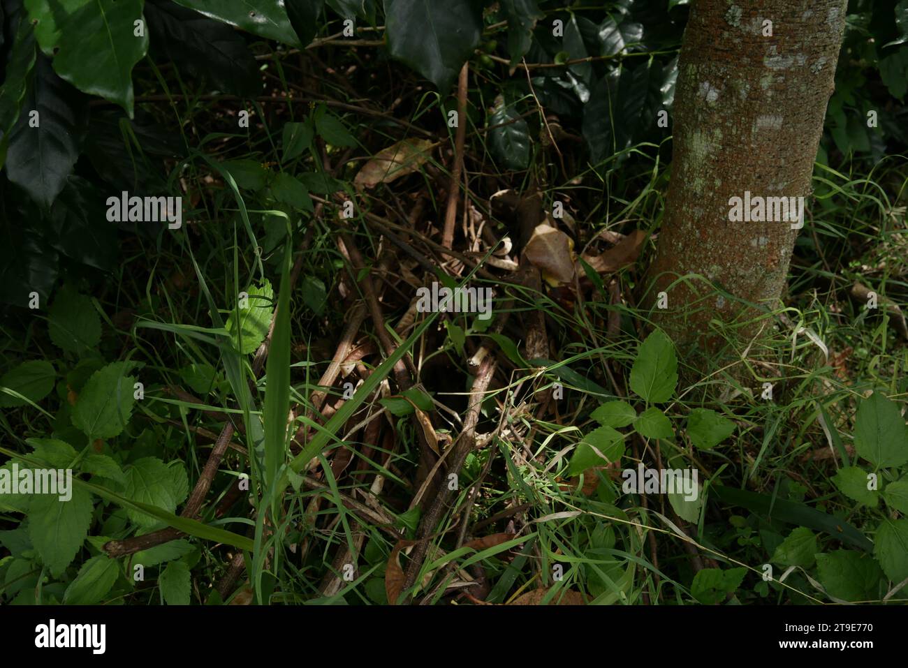 Indonesia, Sumatran arabica coffee farm in North Tapanuli Regency ...