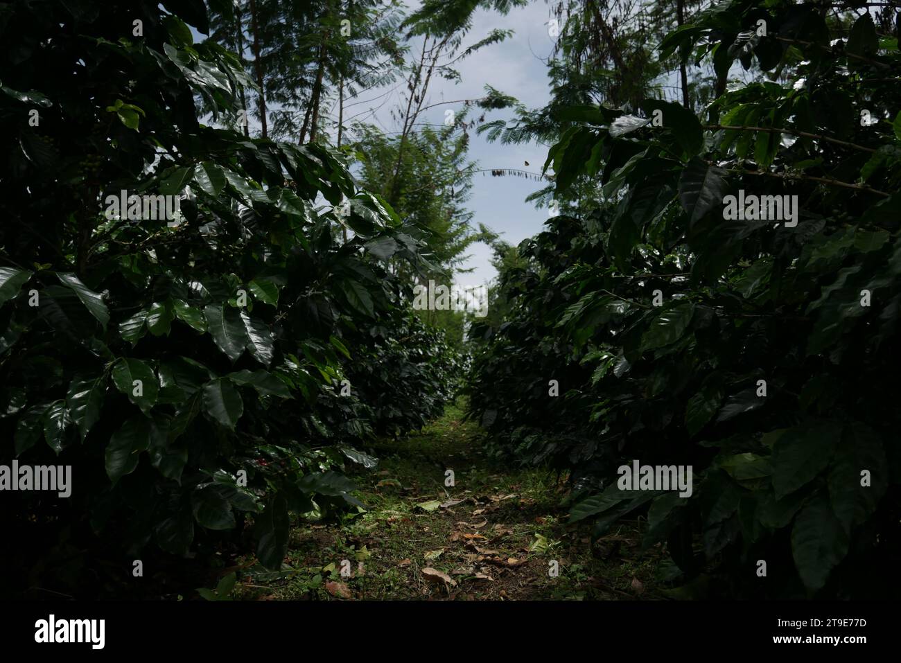 Indonesia, Sumatran arabica coffee farm in North Tapanuli Regency ...