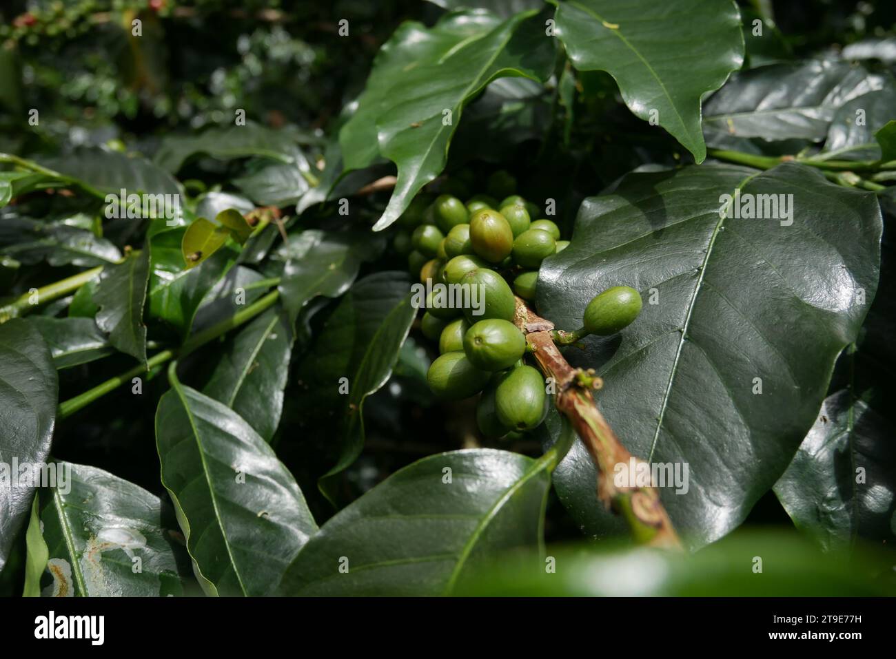 Indonesia, Sumatran arabica coffee trees with lots of fruit on a coffee ...