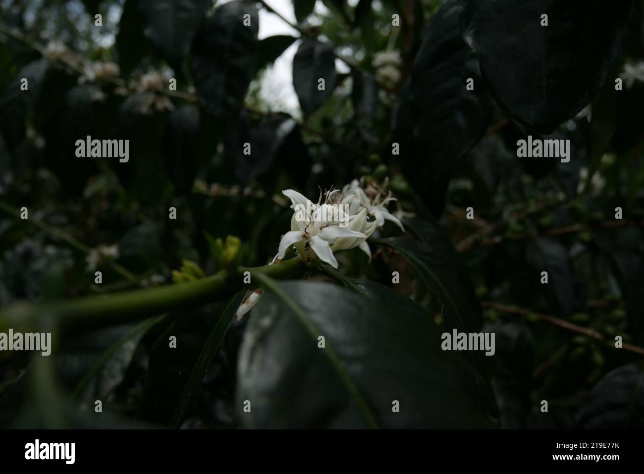 Indonesia, Sumatran arabica coffee farm in North Tapanuli Regency ...
