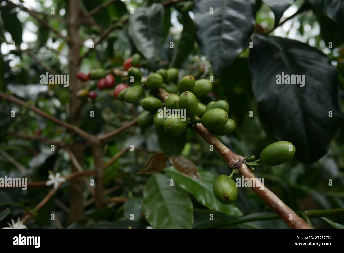 Indonesia, Sumatran arabica coffee trees with lots of fruit on a coffee ...