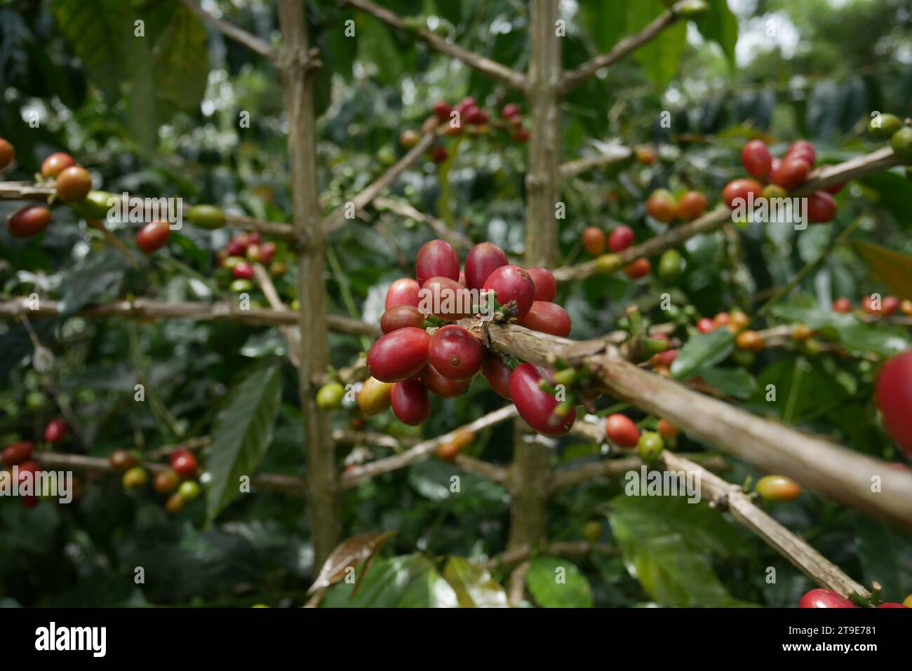 Indonesia, Sumatran arabica coffee trees with lots of fruit on a coffee ...