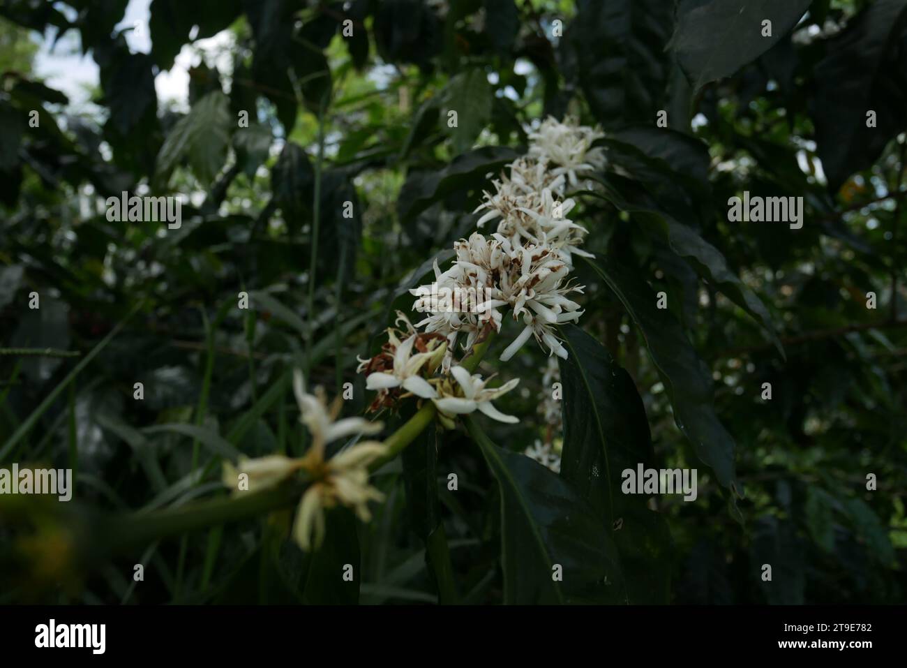 Indonesia, Sumatran arabica coffee farm in North Tapanuli Regency ...