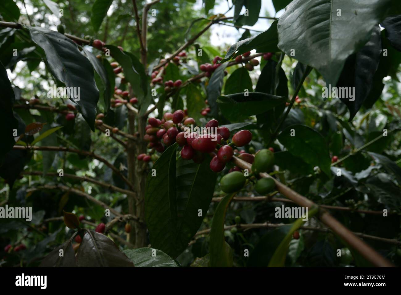 Indonesia, Sumatran arabica coffee trees with lots of fruit on a coffee ...
