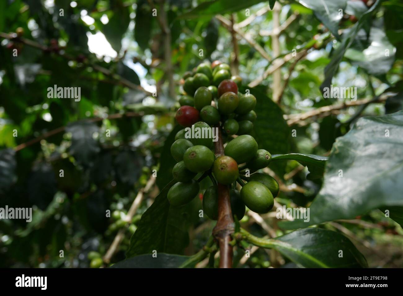 Indonesia, Sumatran arabica coffee trees with lots of fruit on a coffee ...