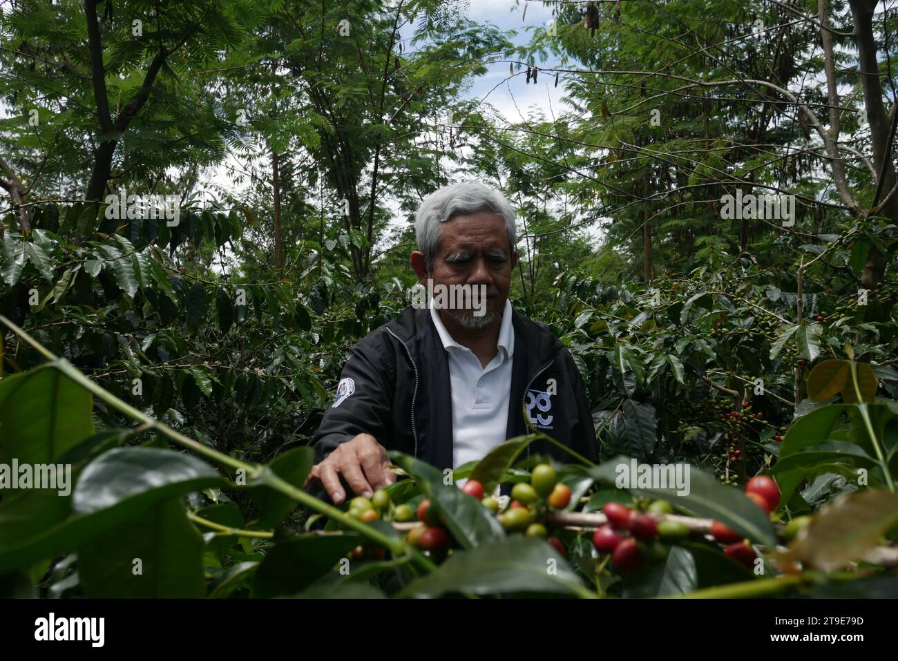 Indonesia, Sumatran arabica coffee trees with lots of fruit on a coffee ...