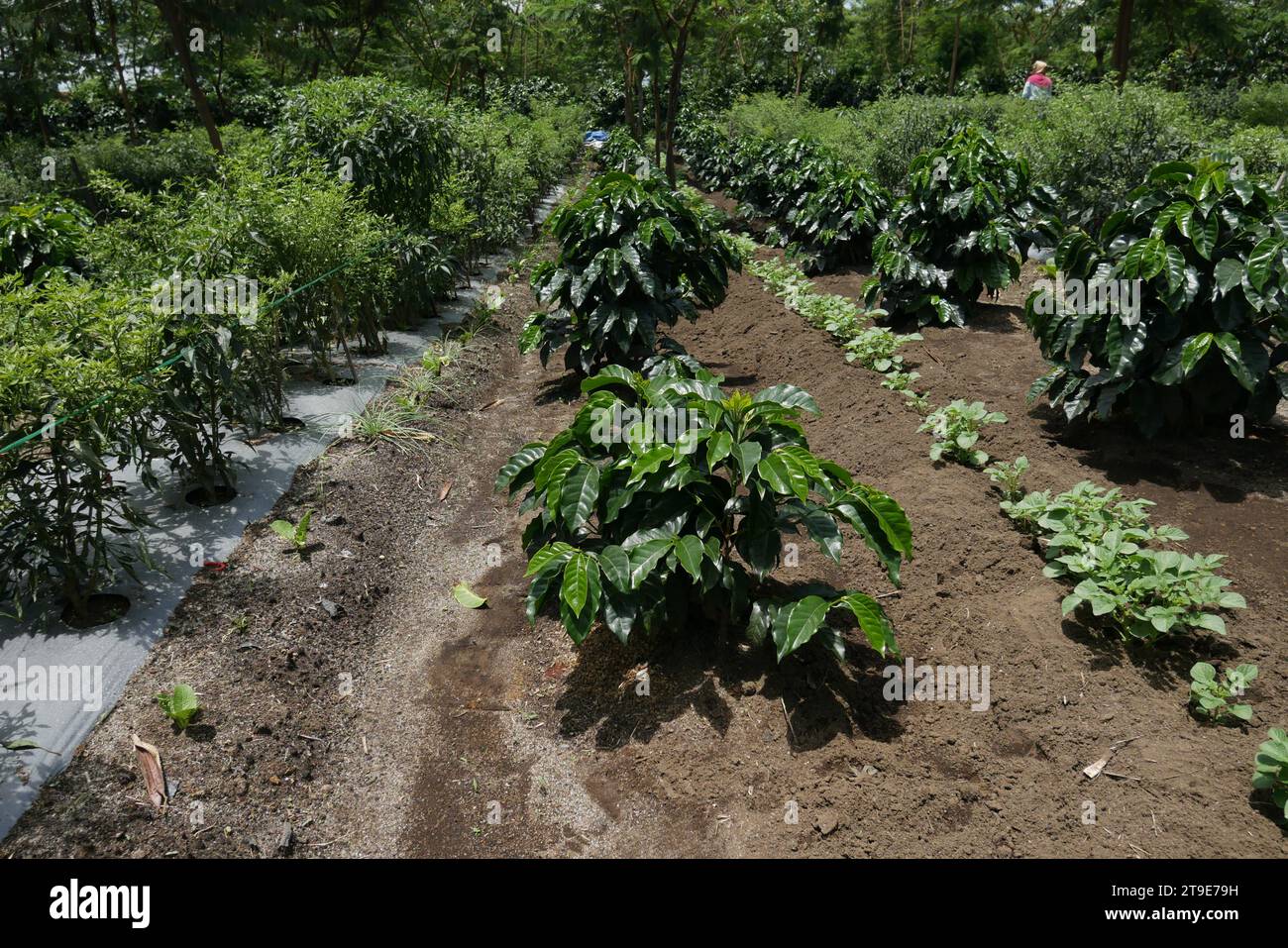 Indonesia, Sumatran arabica coffee farm in North Tapanuli Regency ...