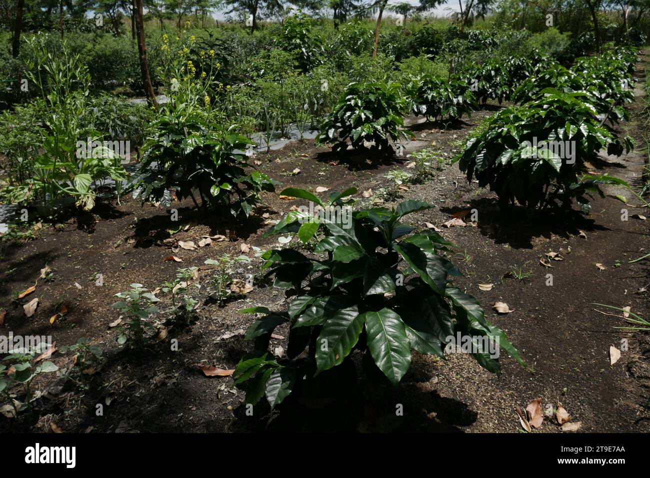Indonesia, Sumatran arabica coffee farm in North Tapanuli Regency ...