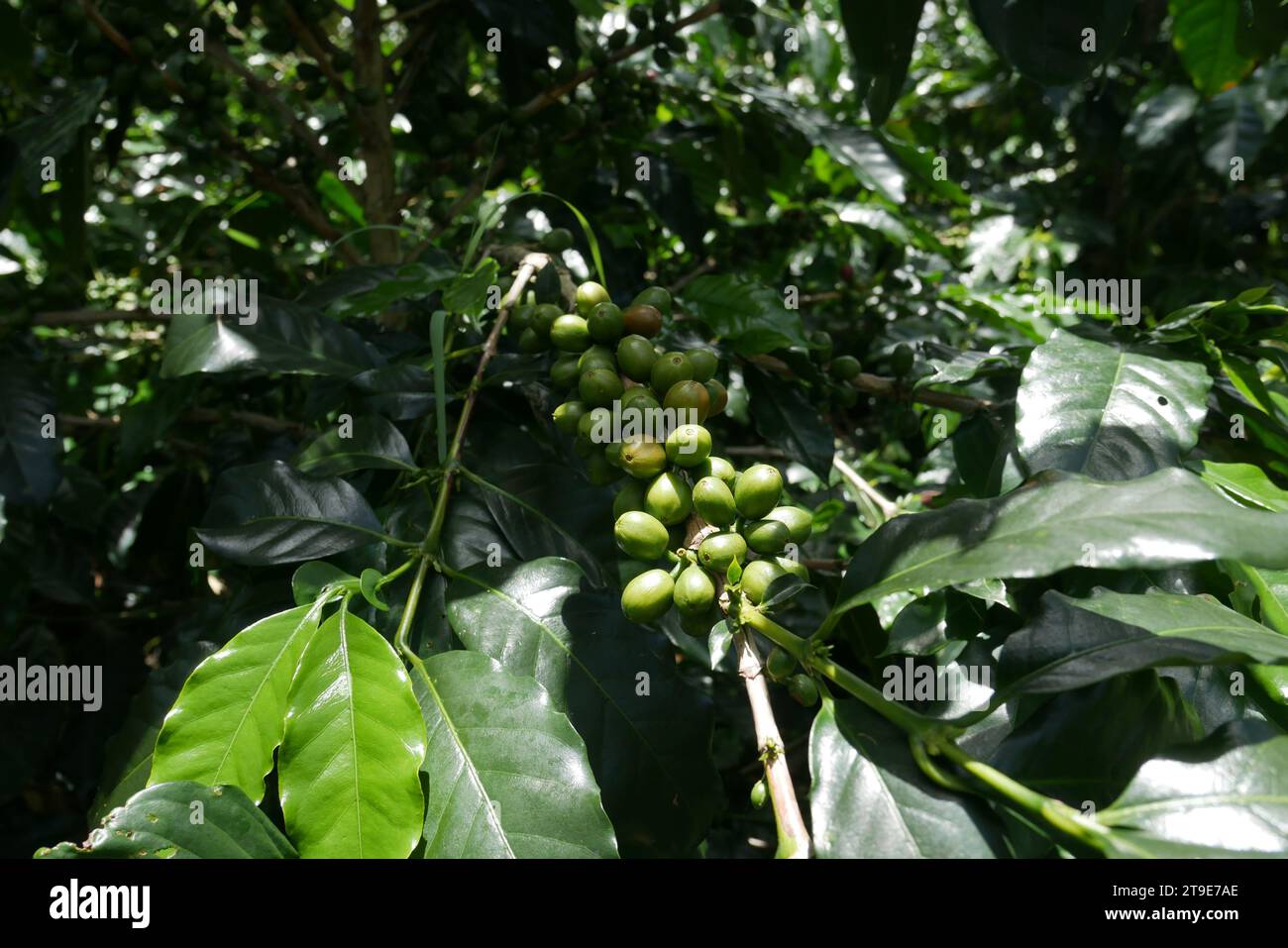 Indonesia, Sumatran arabica coffee trees with lots of fruit on a coffee ...
