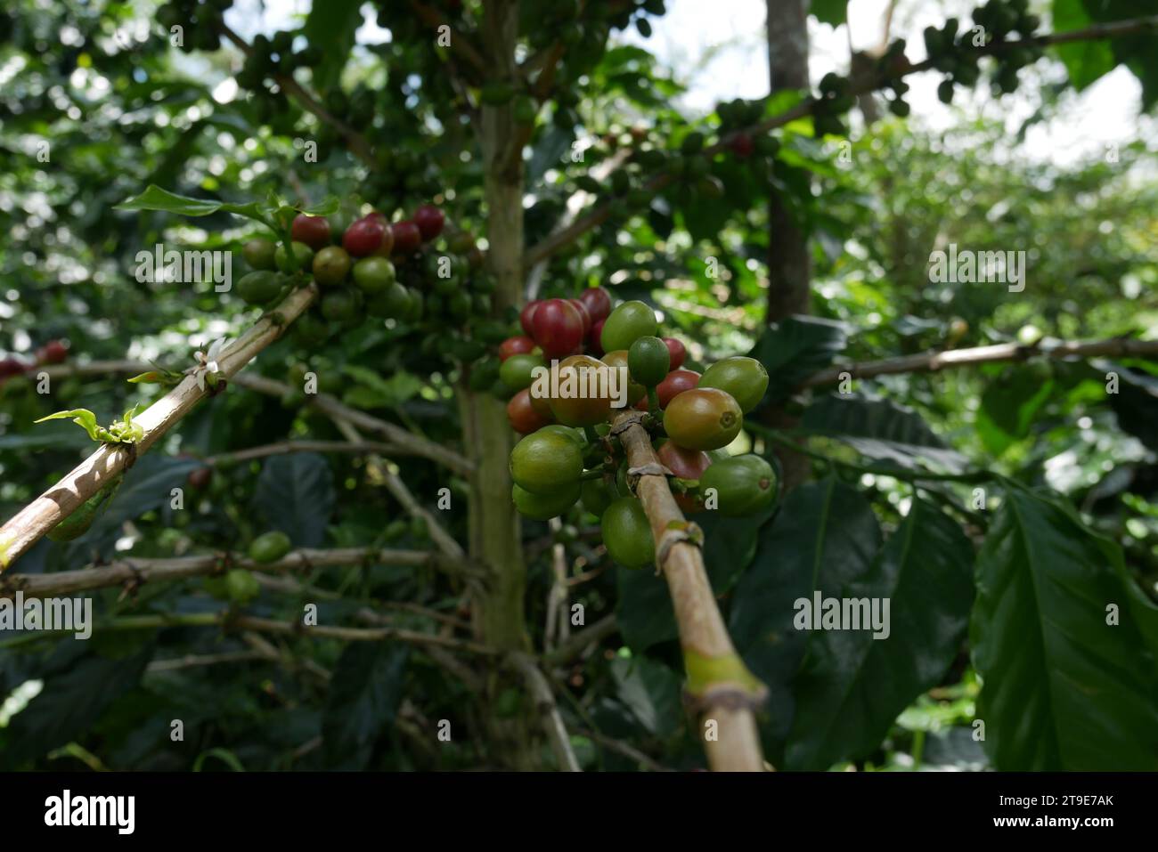 Indonesia, Sumatran arabica coffee trees with lots of fruit on a coffee ...