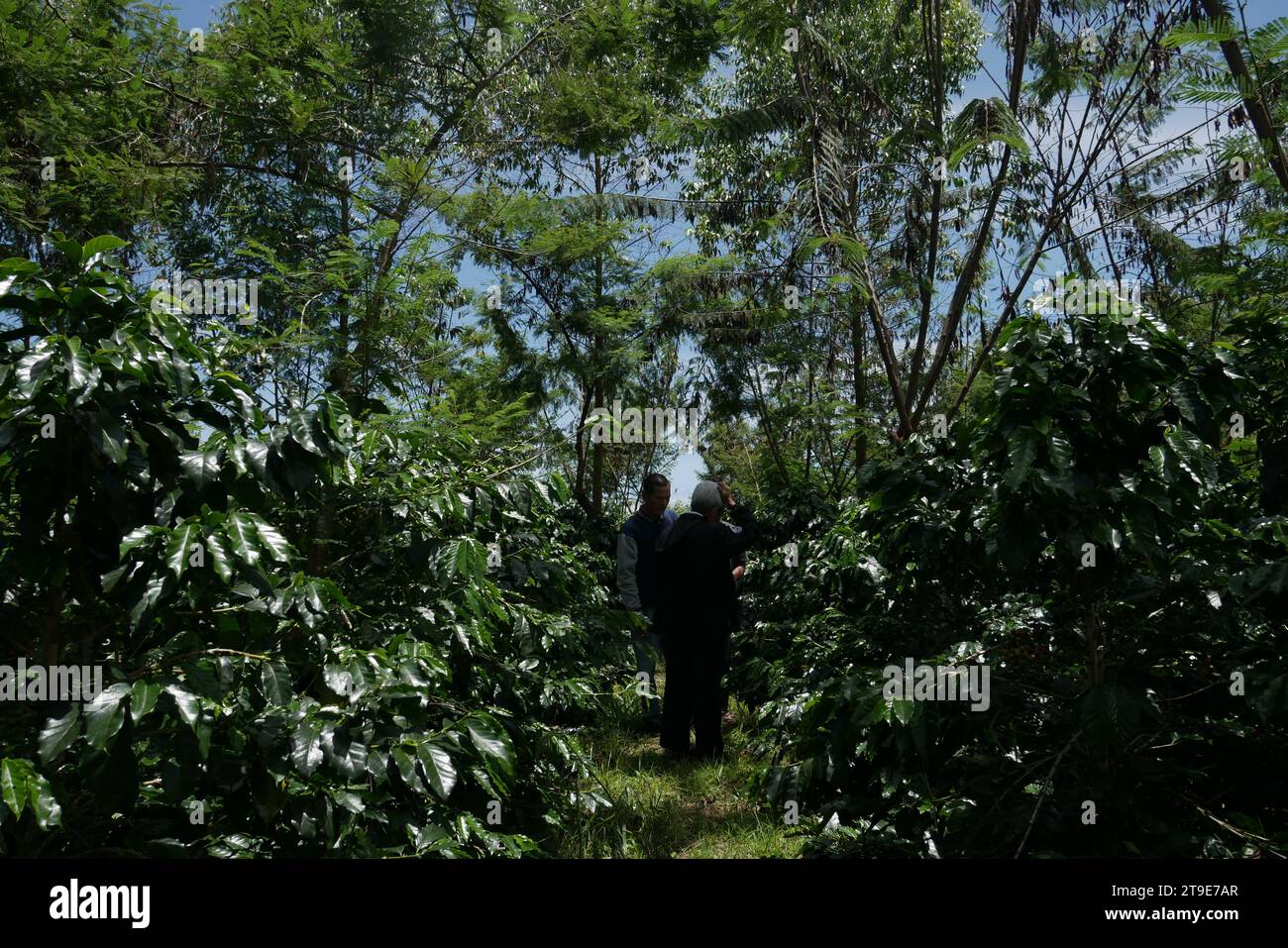 Indonesia, Sumatran arabica coffee farm in North Tapanuli Regency ...