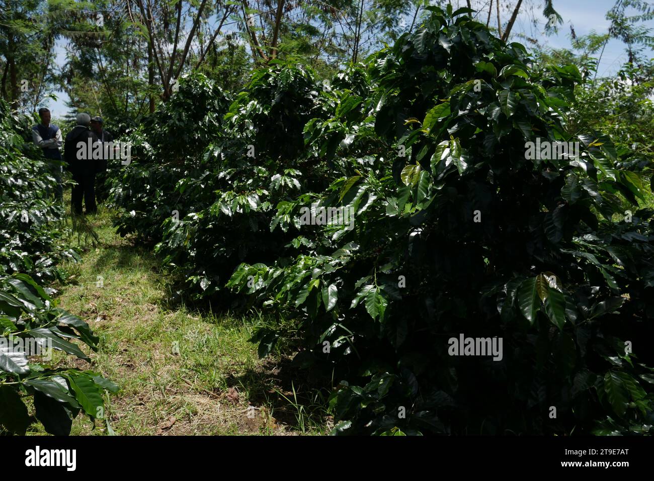 Indonesia, Sumatran arabica coffee farm in North Tapanuli Regency ...