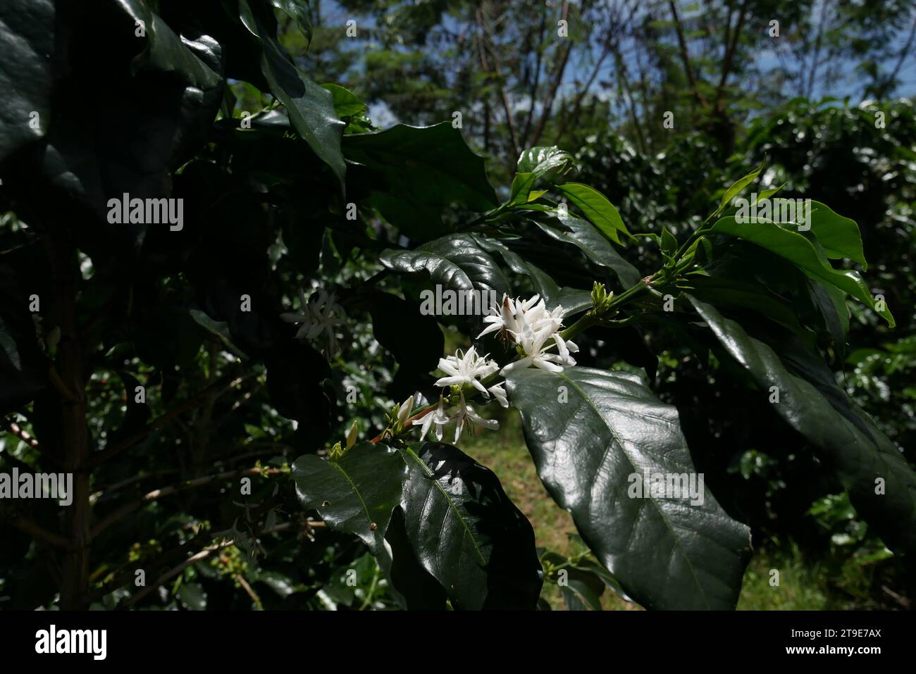 Indonesia, Sumatran arabica coffee farm in North Tapanuli Regency ...