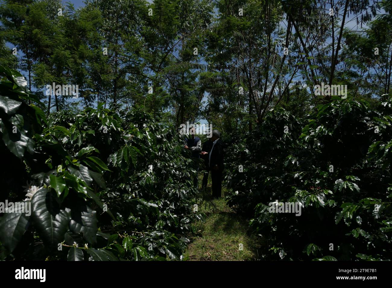 Indonesia, Sumatran arabica coffee farm in North Tapanuli Regency ...