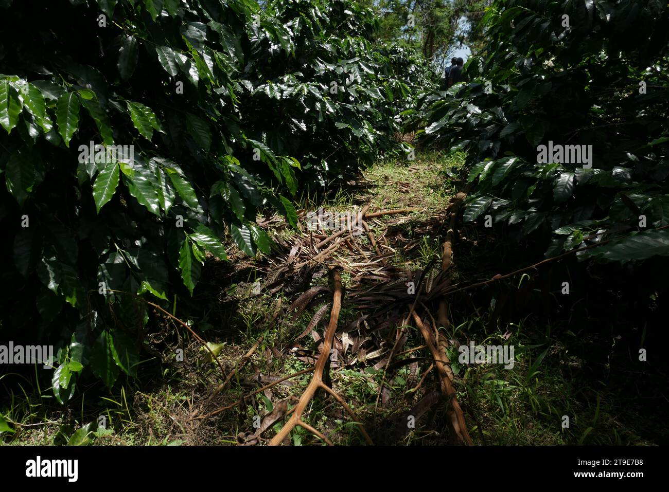 Indonesia, Sumatran arabica coffee farm in North Tapanuli Regency ...