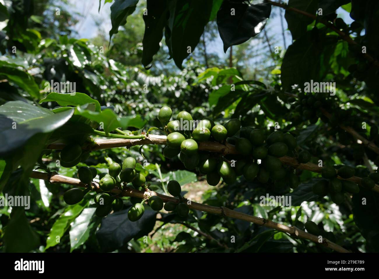 Indonesia, Sumatran arabica coffee trees with lots of fruit on a coffee ...