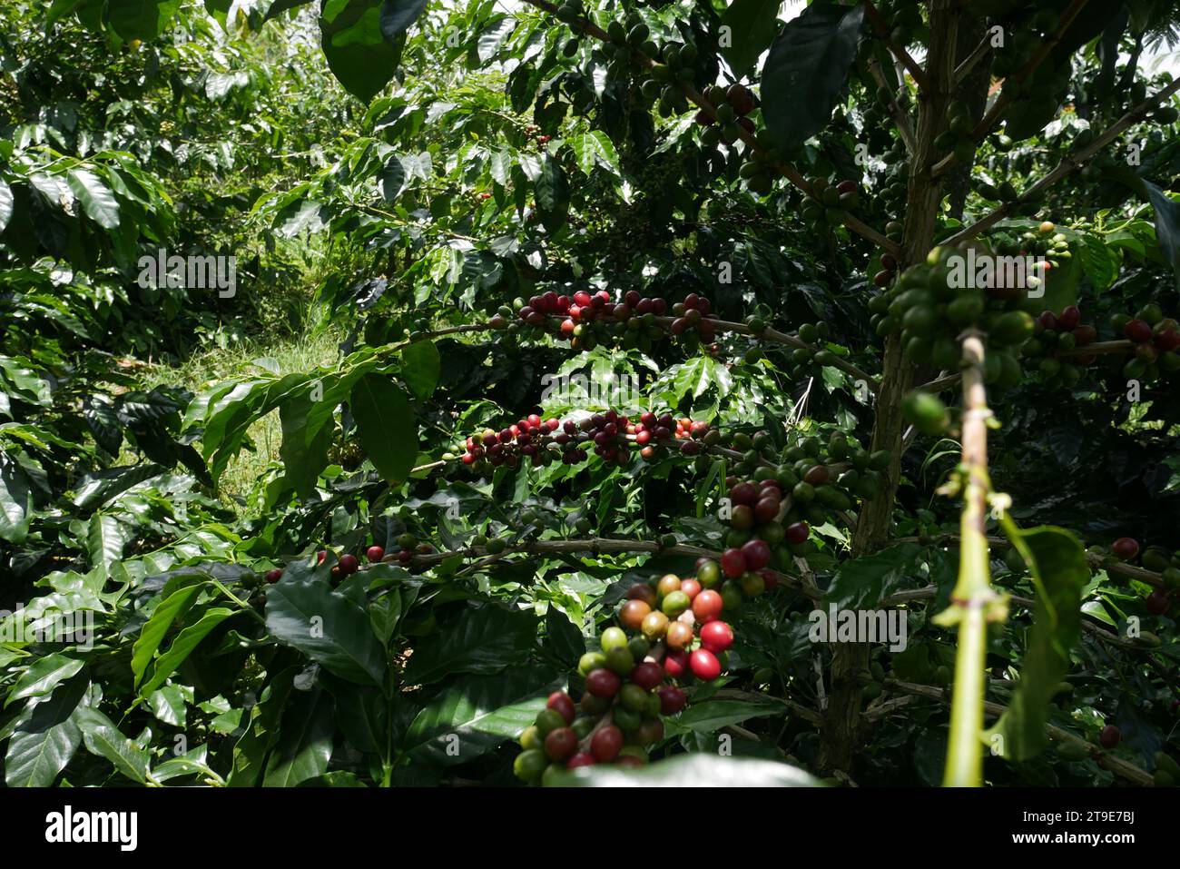 Indonesia, Sumatran arabica coffee trees with lots of fruit on a coffee ...