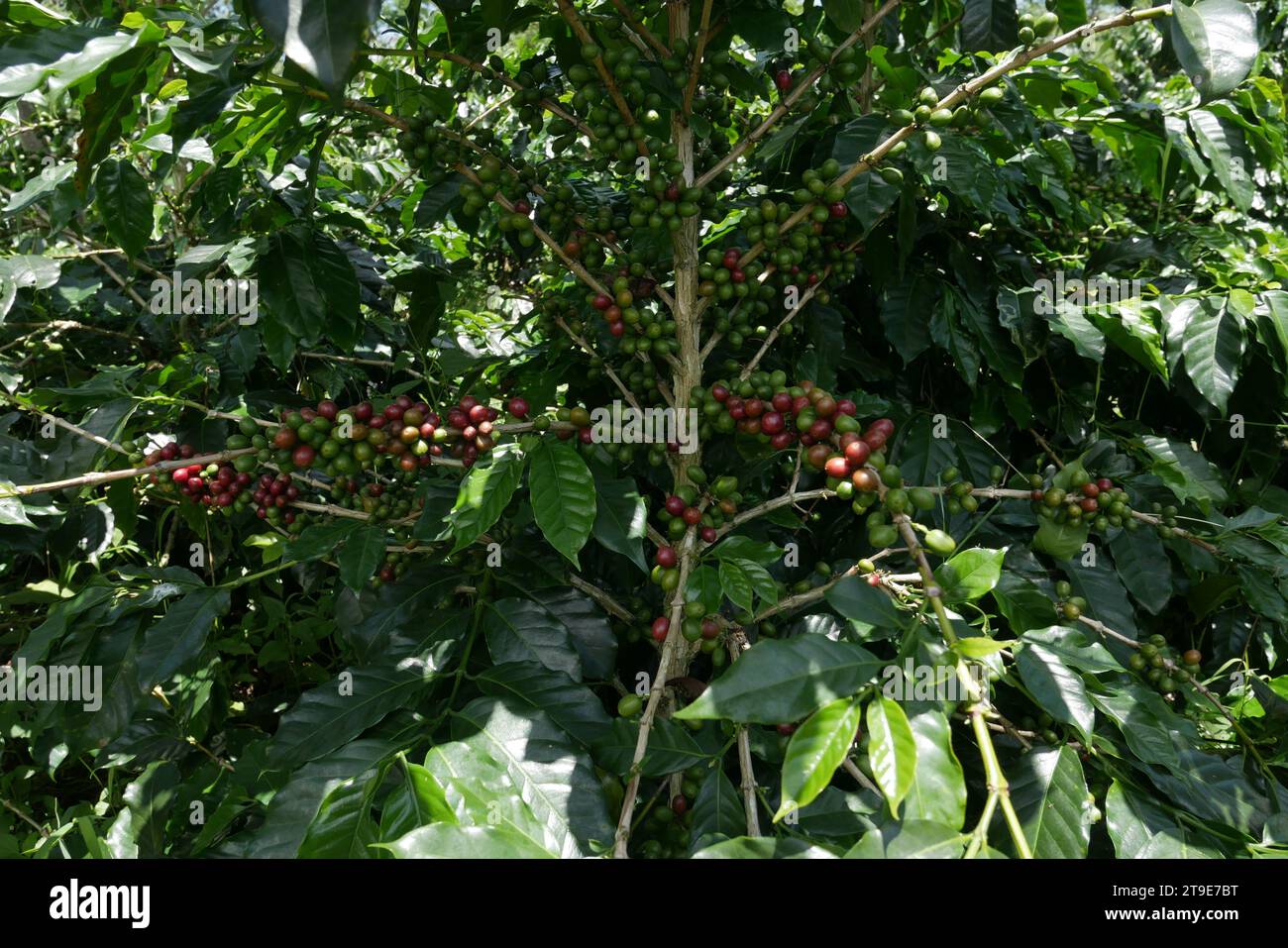 Indonesia, Sumatran arabica coffee trees with lots of fruit on a coffee ...