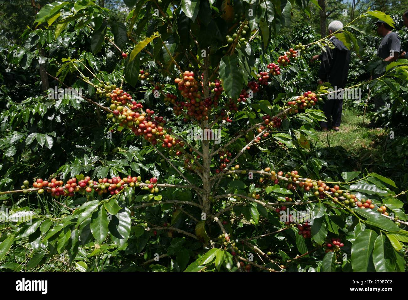 Indonesia, Sumatran arabica coffee trees with lots of fruit on a coffee ...
