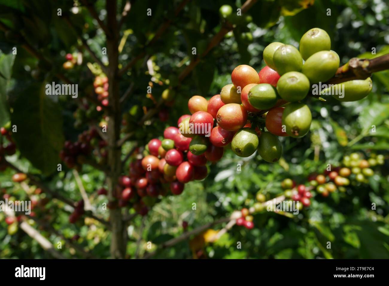 Indonesia, Sumatran arabica coffee trees with lots of fruit on a coffee ...