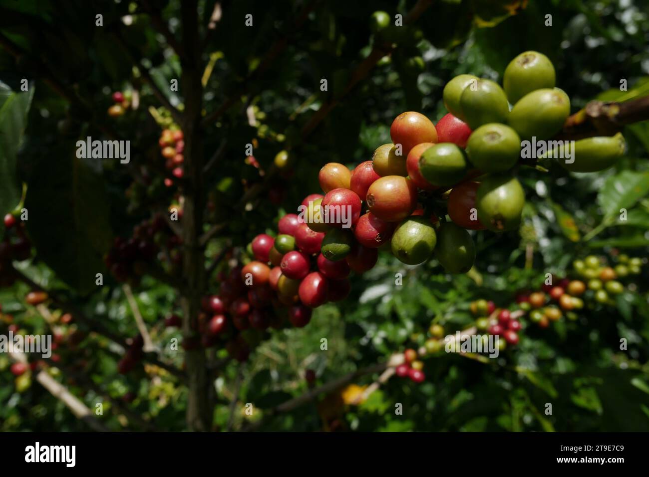 Indonesia, Sumatran arabica coffee trees with lots of fruit on a coffee ...