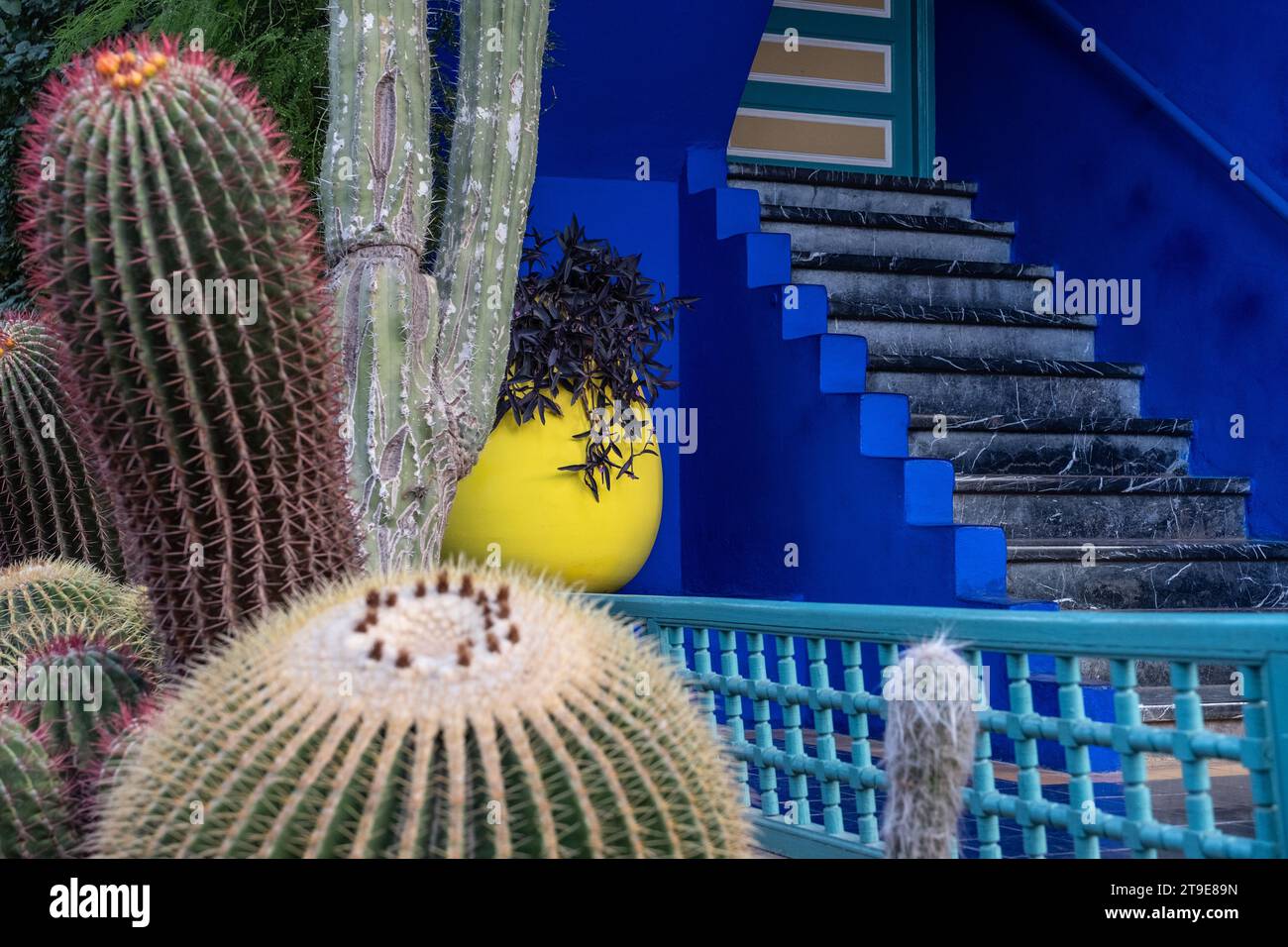 Jardin majorelle cactus hi-res stock photography and images - Alamy