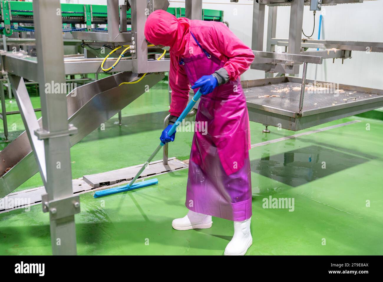 Hygiene officer cleaning the production floor at the poultry slaughter ...
