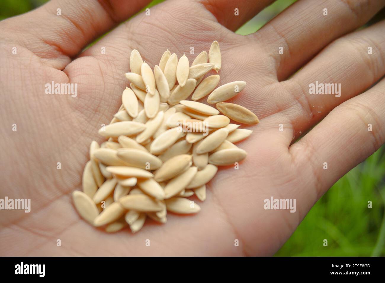 Stock Photo of vegetable and fruit grains Stock Photo - Alamy